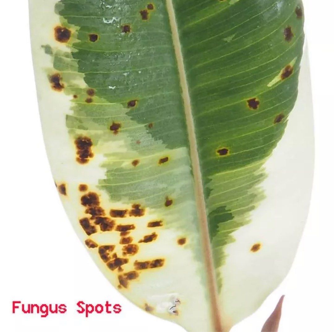 Lime Sulfur, pesticide & fungicide powder (400g), Furniture & Home Living, Gardening, Plants ...