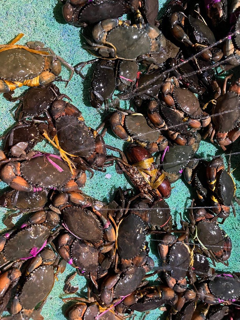 Live Mud Crabs, Food & Drinks, Fresh Produce on Carousell
