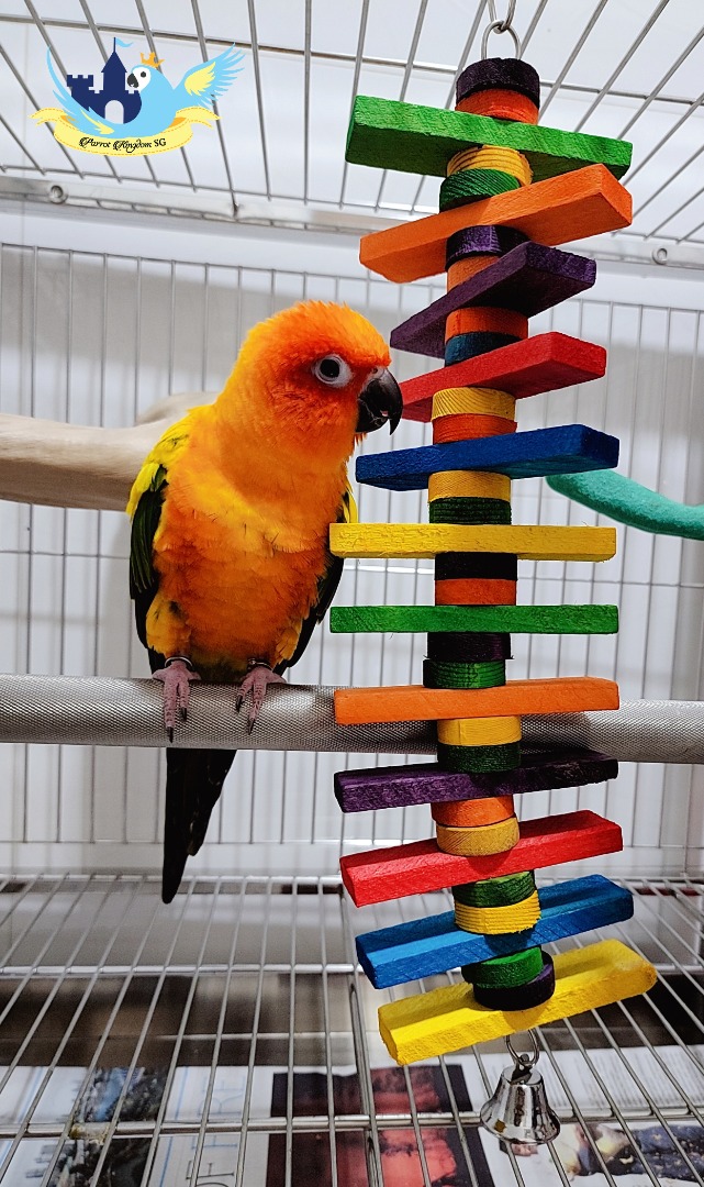Parrot Wood Toy (Petite Rainbow Planks), Pet Supplies, Homes & Other ...