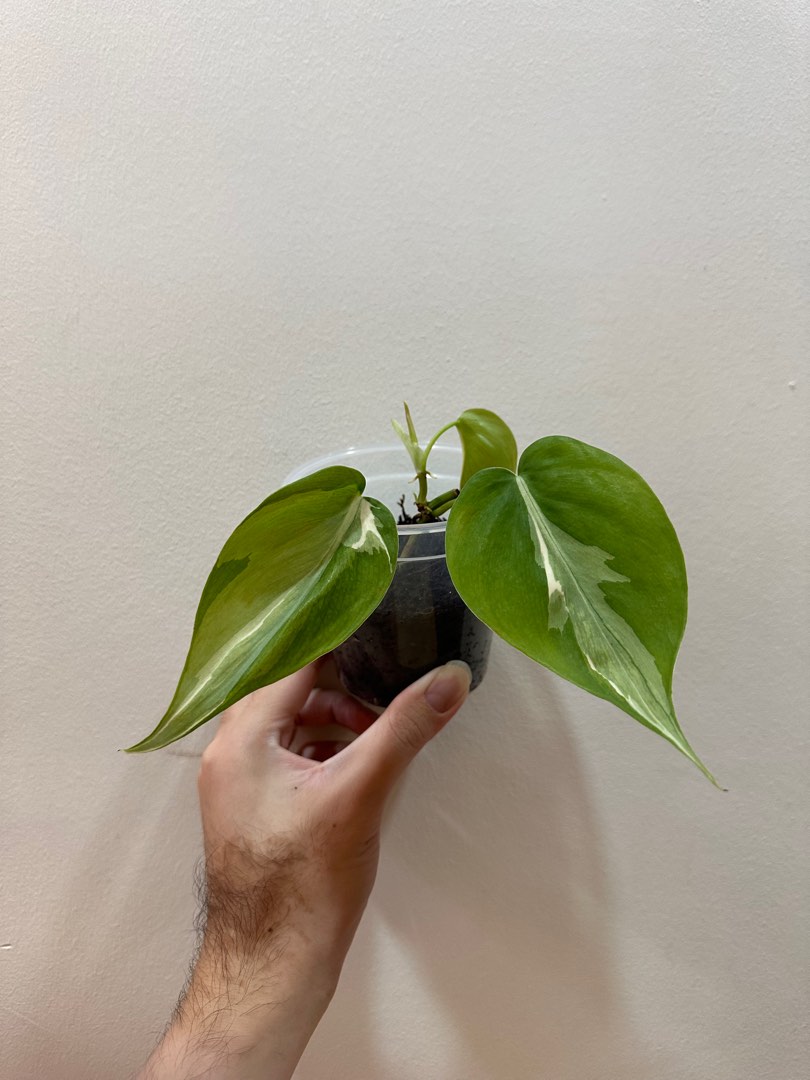 Philodendron Rio (C), Furniture & Home Living, Gardening, Plants ...
