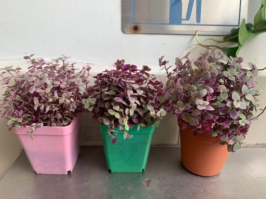 Callisia repens 'Pink Lady', Furniture & Home Living, Gardening, Plants ...