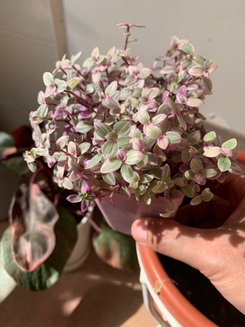 Callisia repens 'Pink Lady', Furniture & Home Living, Gardening, Plants ...