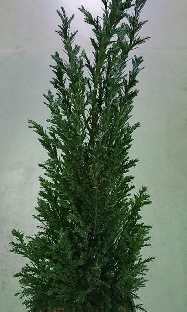 Cupressus Macrocarpa Monterey Cypress Christmas Tree, Furniture & Home ...