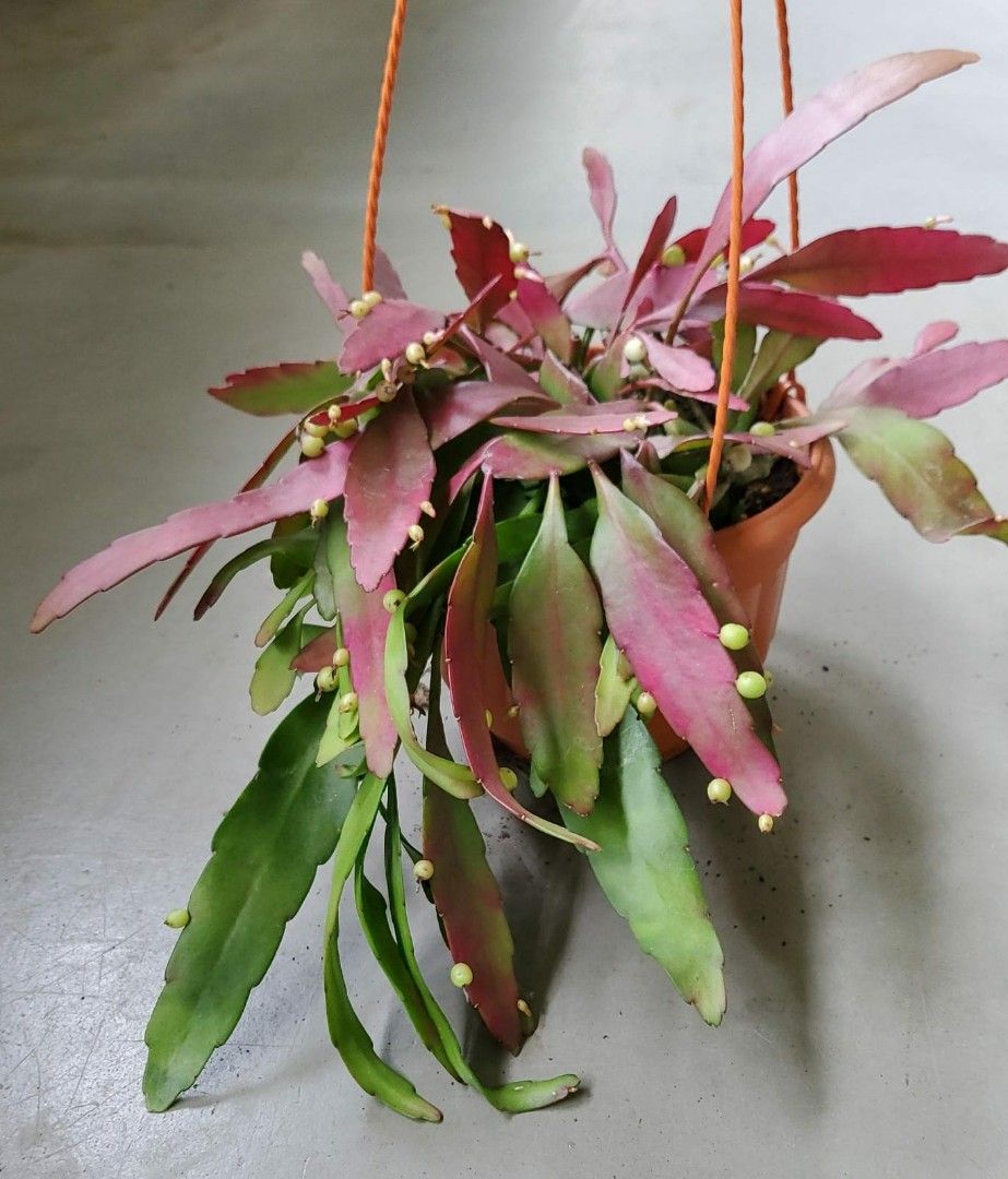 Disocactus Ramulosus Mistletoe Red Variegated Bushy Healthy Happy Plant ...