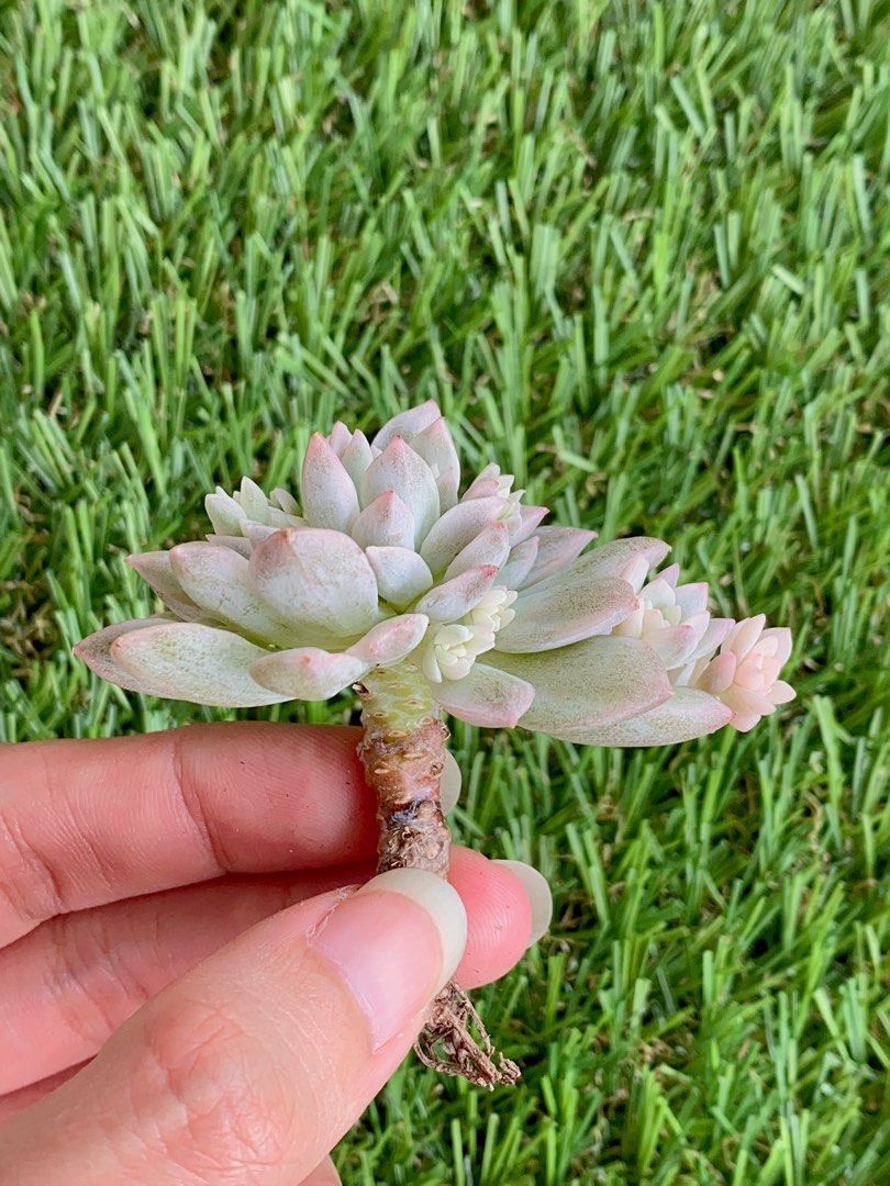 Echeveria Prolifica Variegated Succulent, Furniture & Home Living ...
