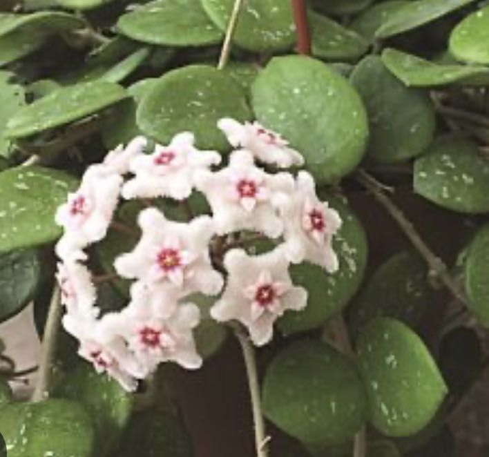 Hoya Mathilde, Furniture & Home Living, Gardening, Plants & Seeds on ...