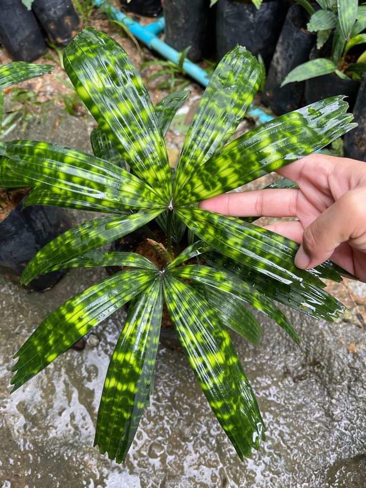 Mapu, Furniture & Home Living, Gardening, Plants & Seeds on Carousell