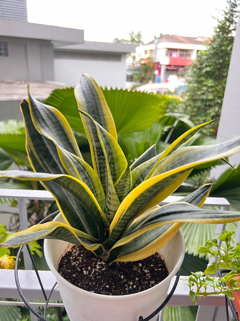 Plant clearance sale - total 6 healthy house plant at 30SGD, Furniture ...