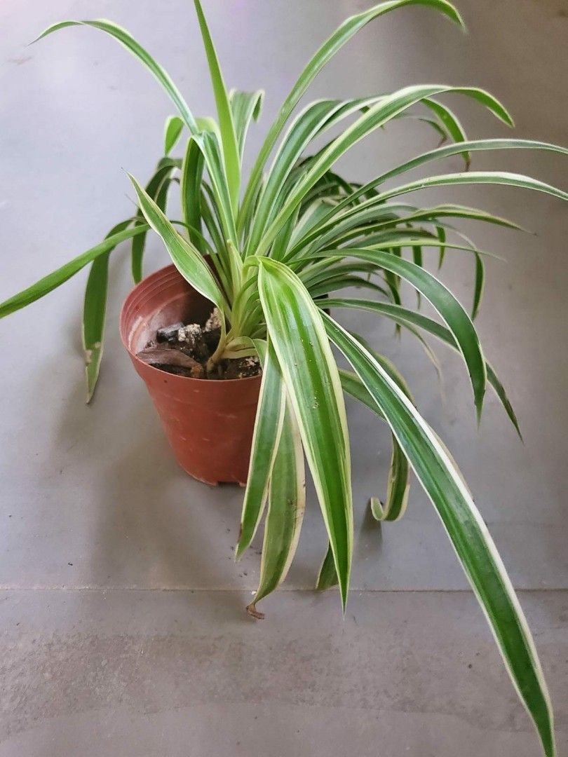 Spider plant Albo Variegated, Furniture & Home Living, Gardening ...