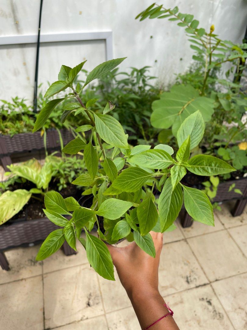 Thai Basil Plant, Furniture & Home Living, Gardening, Plants & Seeds on Carousell