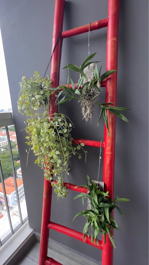 Red Bamboo Ladder for Hanging plants, Furniture & Home Living ...