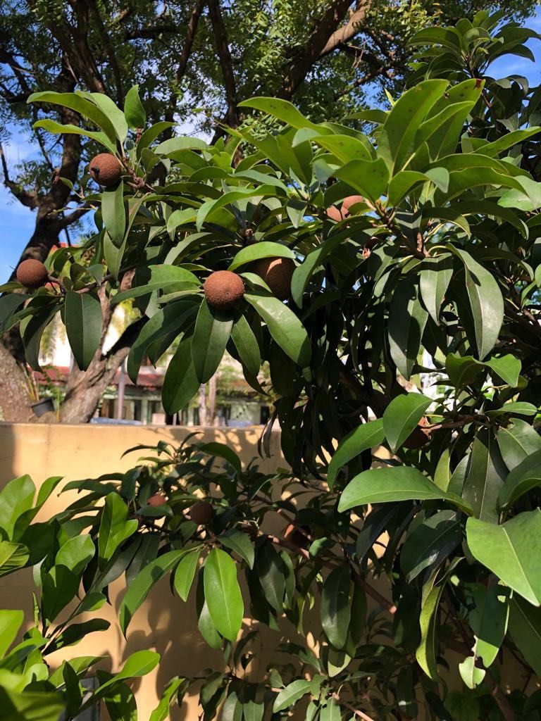 Chikoo Tree, Everything Else on Carousell