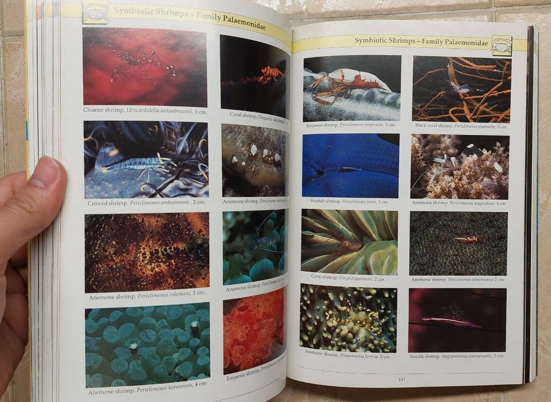 Indo Pacific coral reef field guide, Hobbies & Toys, Books & Magazines ...