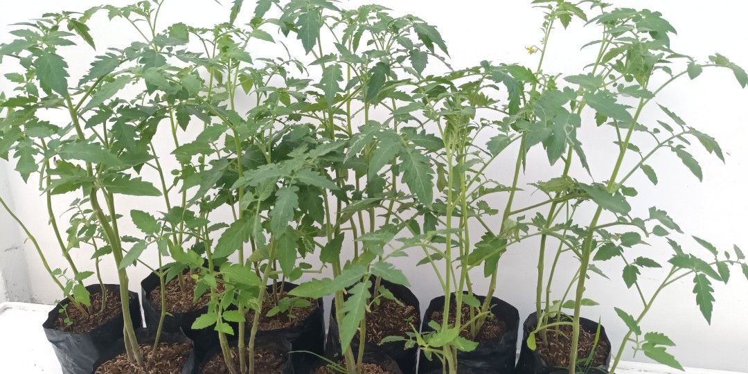 Kamatis, Furniture & Home Living, Gardening, Plants & Seeds on Carousell