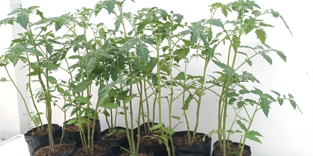 Kamatis, Furniture & Home Living, Gardening, Plants & Seeds on Carousell