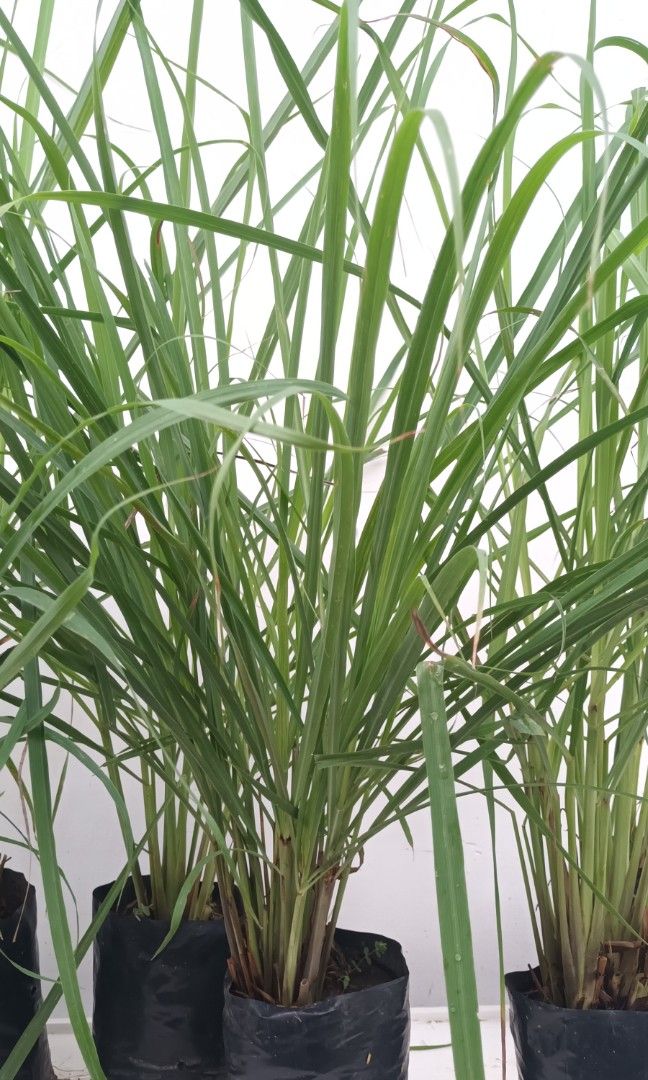 Lemongrass Tanglad, Furniture & Home Living, Gardening, Plants & Seeds ...