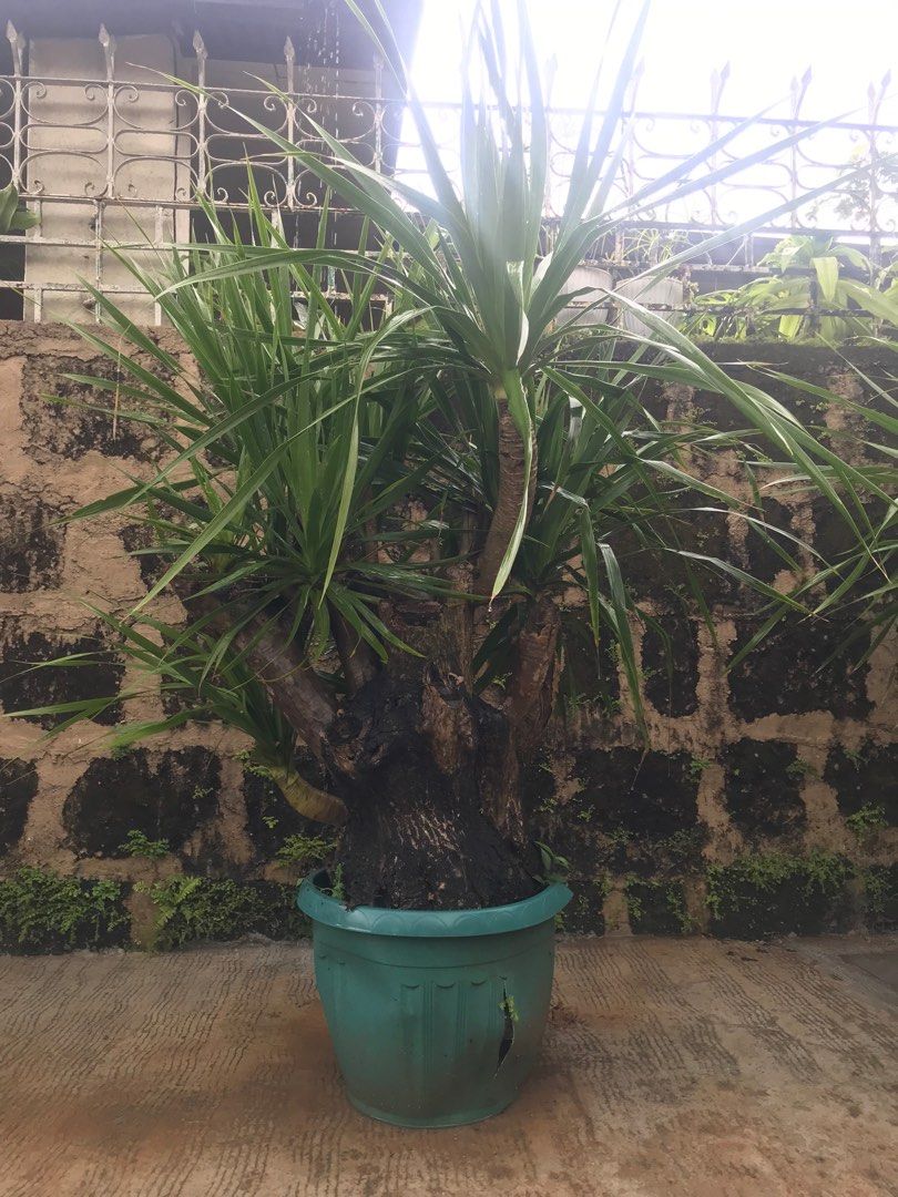 Multi heads Yucca plants, Furniture & Home Living, Gardening, Plants ...