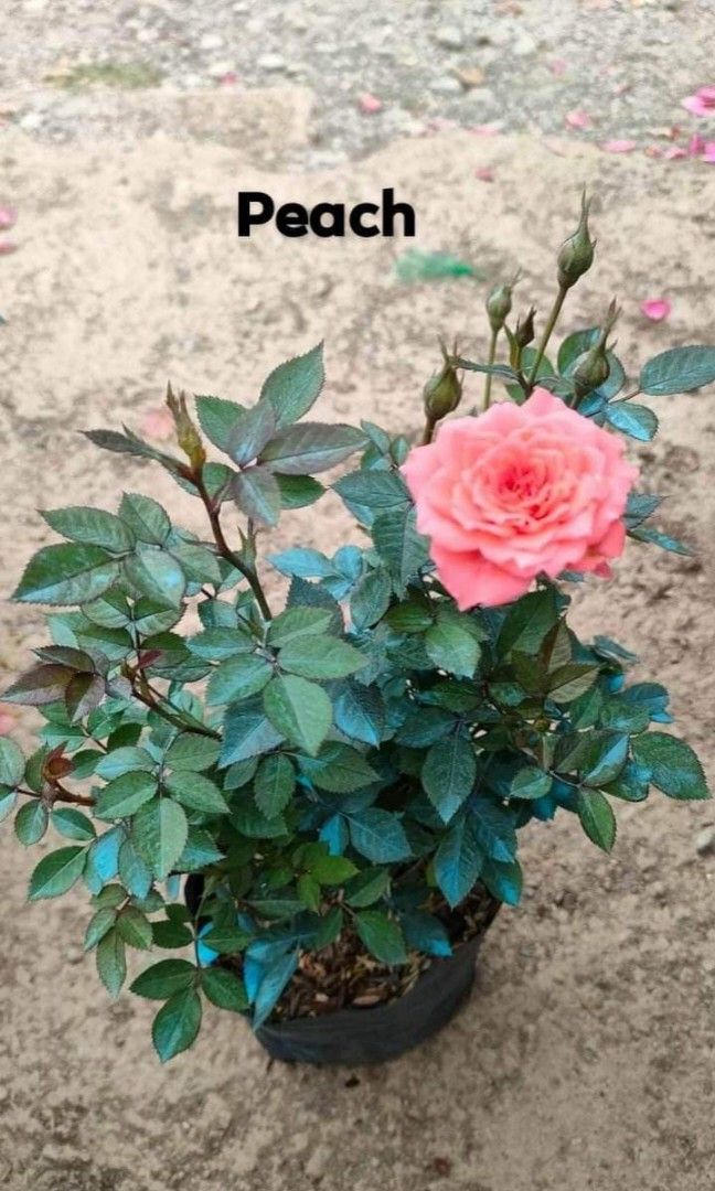 piti mini rose varieties, Furniture & Home Living, Gardening, Plants ...