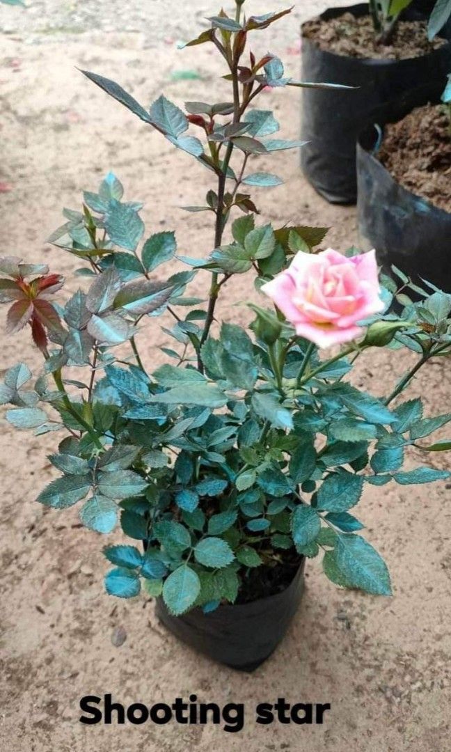piti mini rose varieties, Furniture & Home Living, Gardening, Plants ...