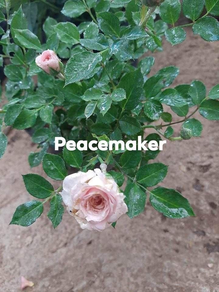 piti mini rose varieties, Furniture & Home Living, Gardening, Plants ...