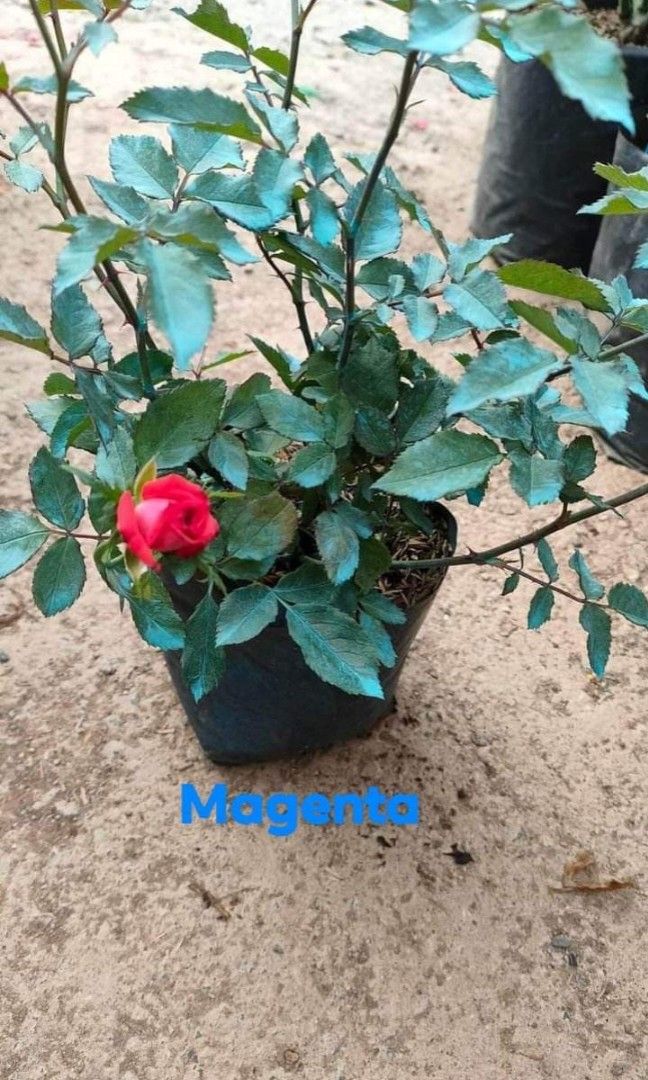 piti mini rose varieties, Furniture & Home Living, Gardening, Plants ...