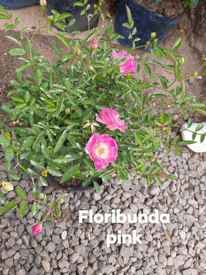 piti mini rose varieties, Furniture & Home Living, Gardening, Plants ...