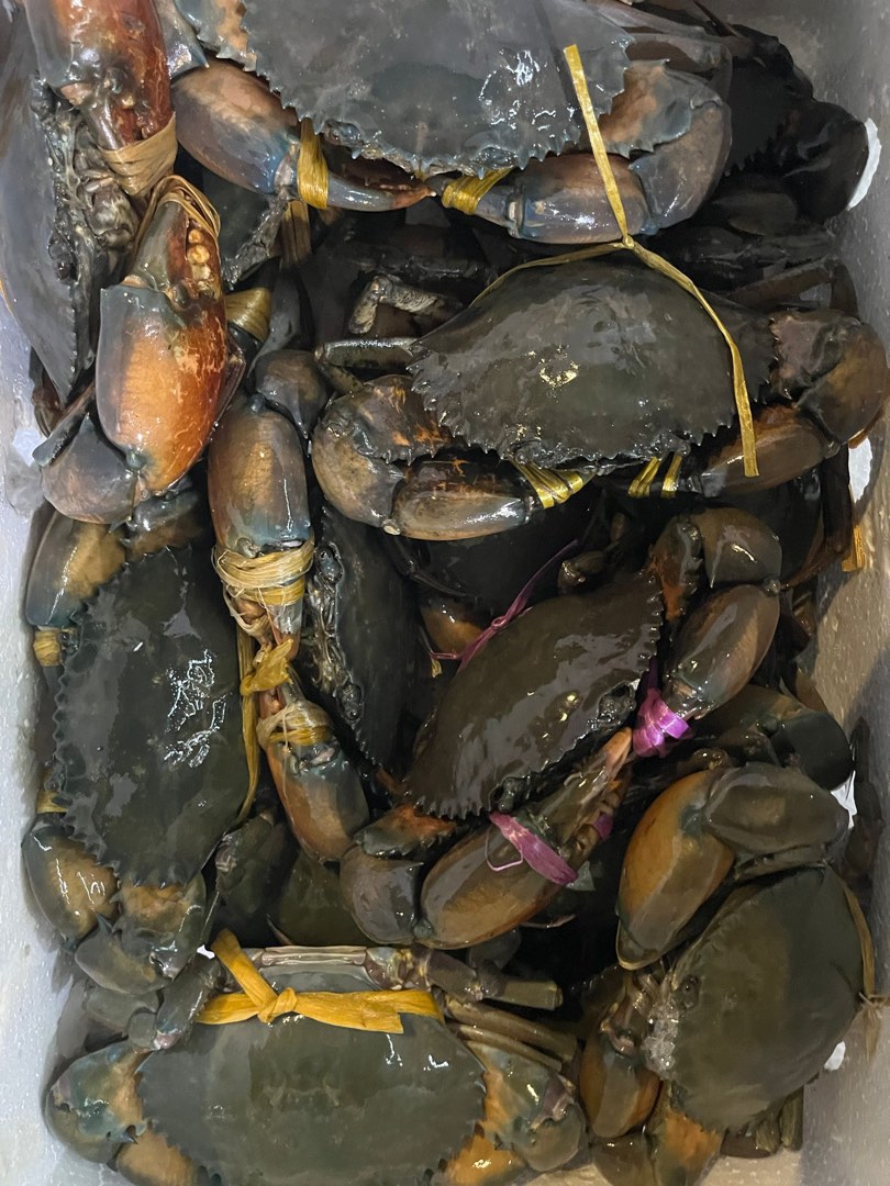 PREORDER Live mud crab, Food & Drinks, Local Eats on Carousell