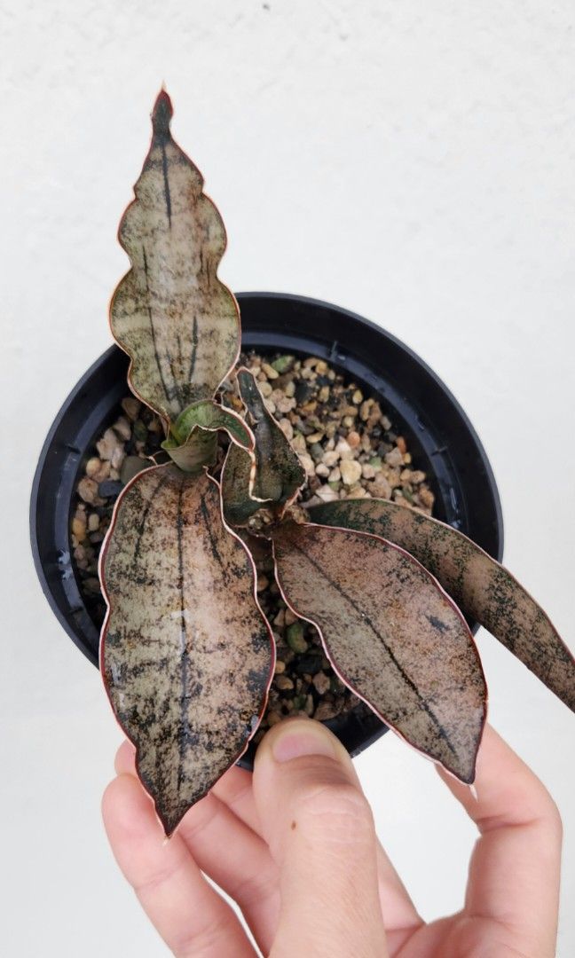 Sansevieria Coppertone / Dracaena pethera coppertone, Furniture & Home ...