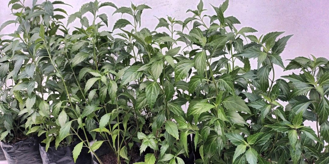 Taheebo Balbas Pusa, Furniture & Home Living, Gardening, Plants & Seeds ...