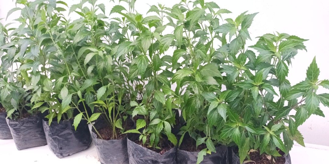 Taheebo Balbas Pusa, Furniture & Home Living, Gardening, Plants & Seeds ...