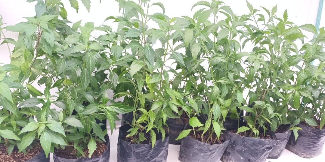 Taheebo Balbas Pusa, Furniture & Home Living, Gardening, Plants & Seeds ...