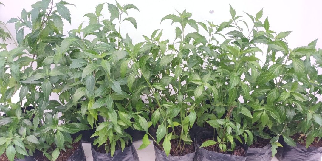 Taheebo Balbas Pusa, Furniture & Home Living, Gardening, Plants & Seeds ...