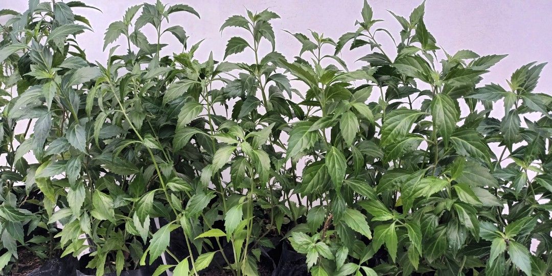 Taheebo Balbas Pusa, Furniture & Home Living, Gardening, Plants & Seeds ...