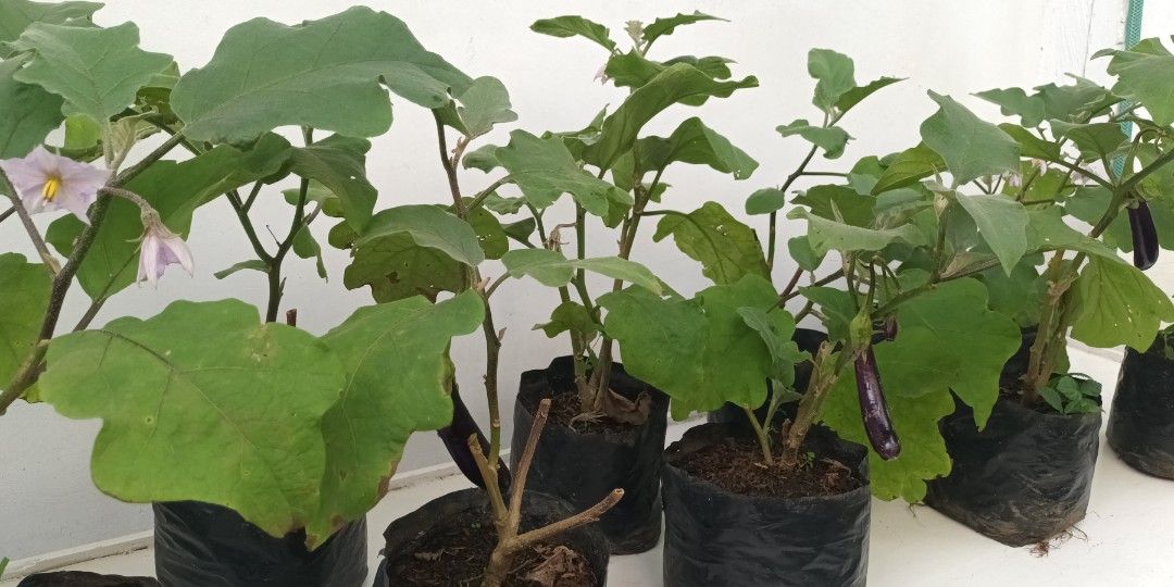 Talong, Furniture & Home Living, Gardening, Plants & Seeds on Carousell