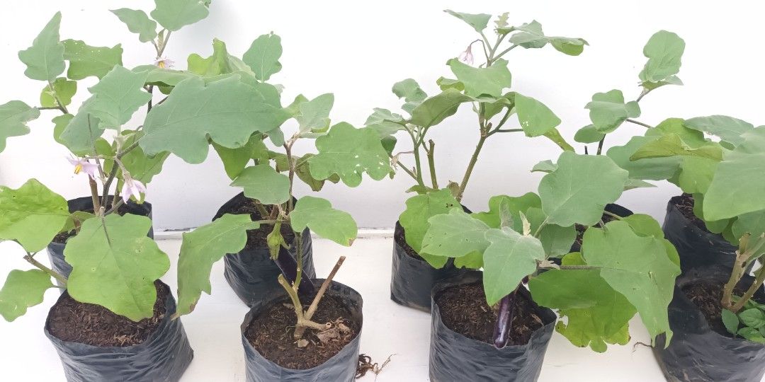 Talong, Furniture & Home Living, Gardening, Plants & Seeds on Carousell