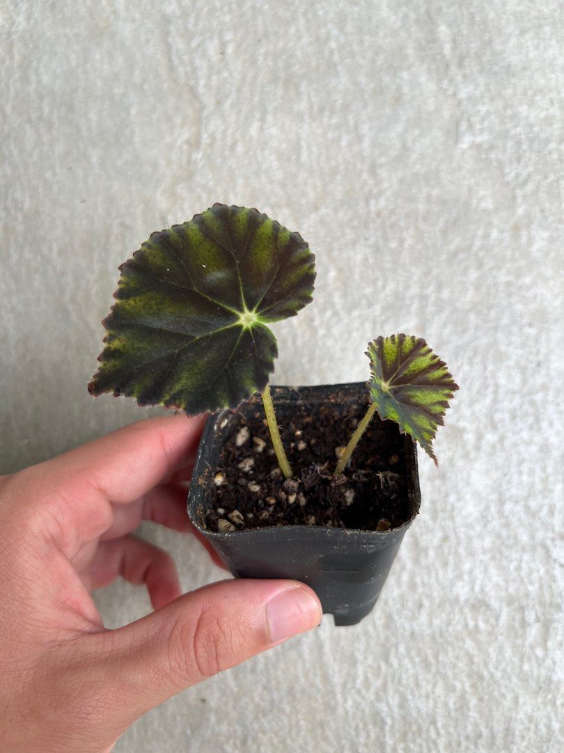 Begonia Mazae Nigricans, Furniture & Home Living, Gardening, Plants ...