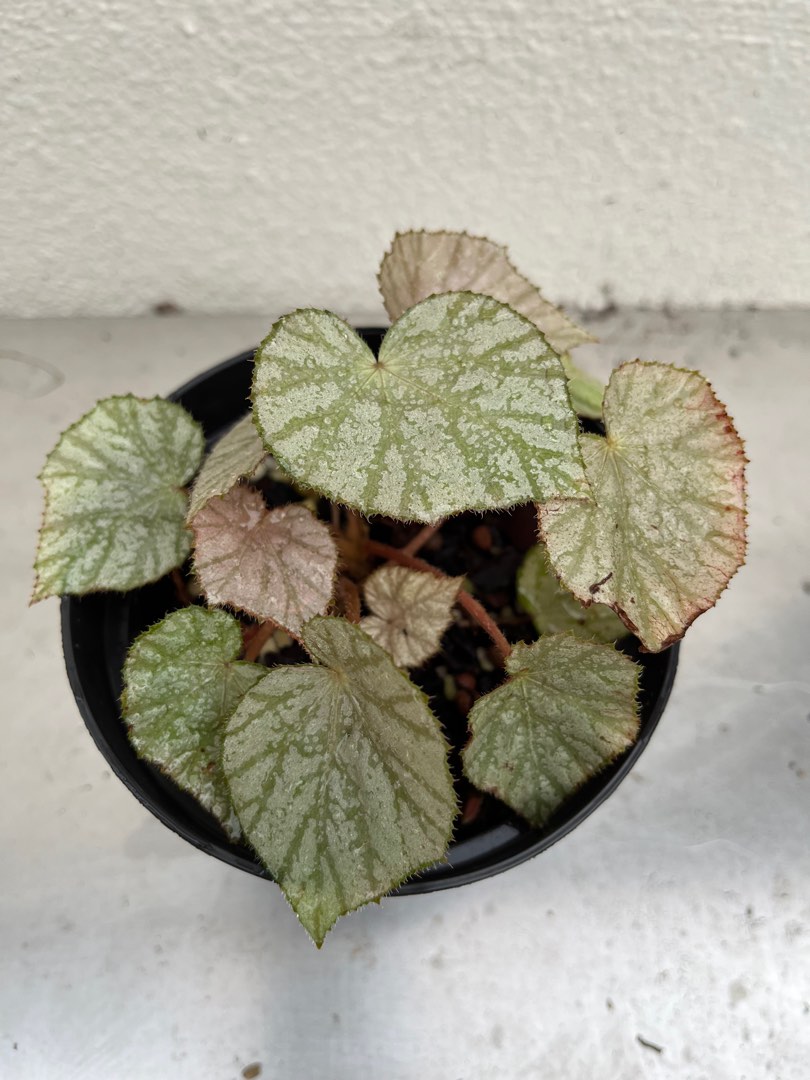 Begonia Mirage, Furniture & Home Living, Gardening, Plants & Seeds on ...