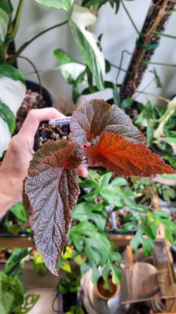 Begonia U062, Furniture & Home Living, Gardening, Plants & Seeds on ...