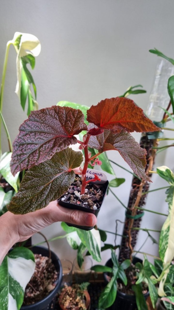 Begonia U062, Furniture & Home Living, Gardening, Plants & Seeds on ...