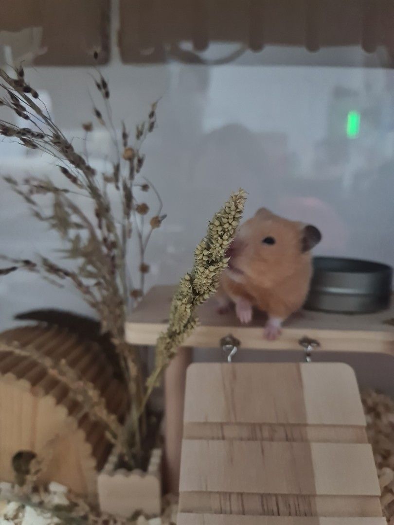 Dog walker/ Pet daycare~sitter/ Small animal boarding, Lifestyle Services, Pet Care Services on ...