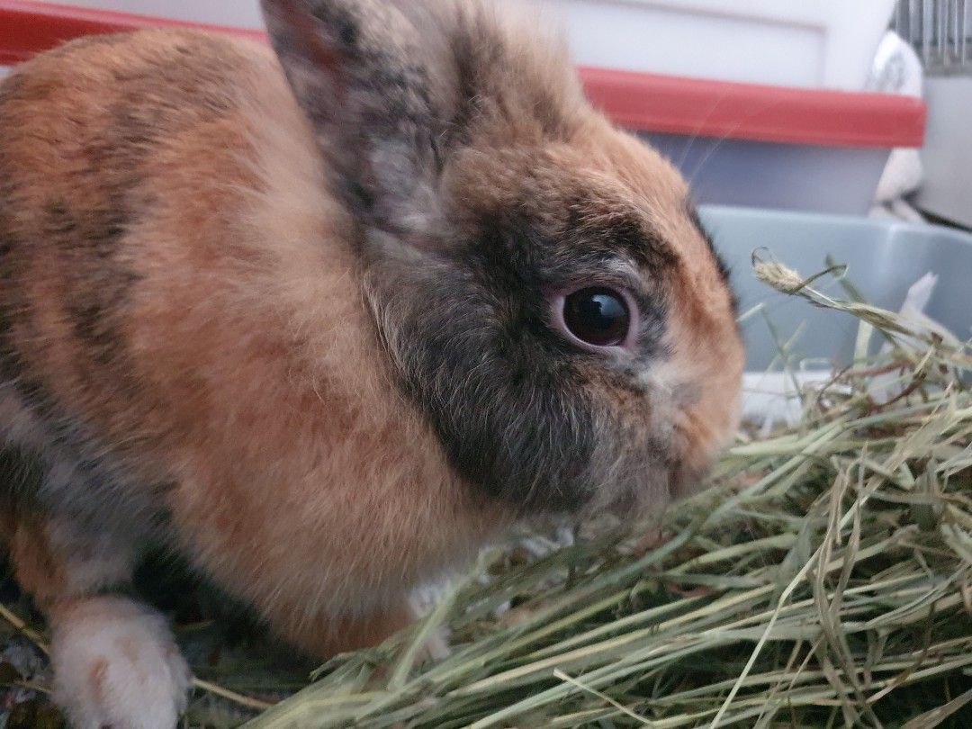 Free Roam Rabbit Boarding (Bishan), Lifestyle Services, Pet Care ...