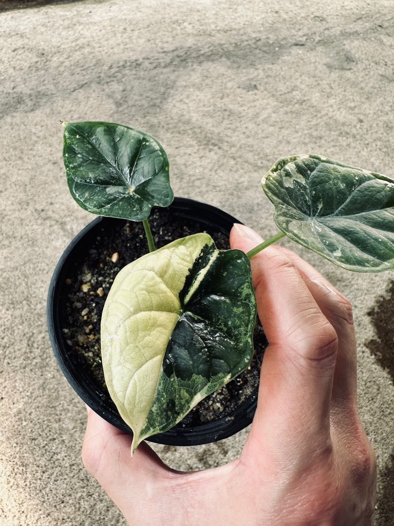 Alocasia Dragon Scale Albo Variegated, Furniture & Home Living ...