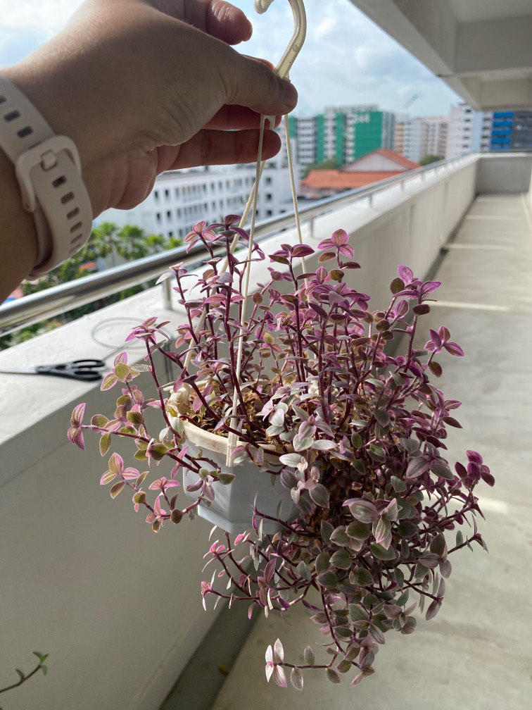 Callisia Repens Pink Lady, Furniture & Home Living, Gardening, Plants ...