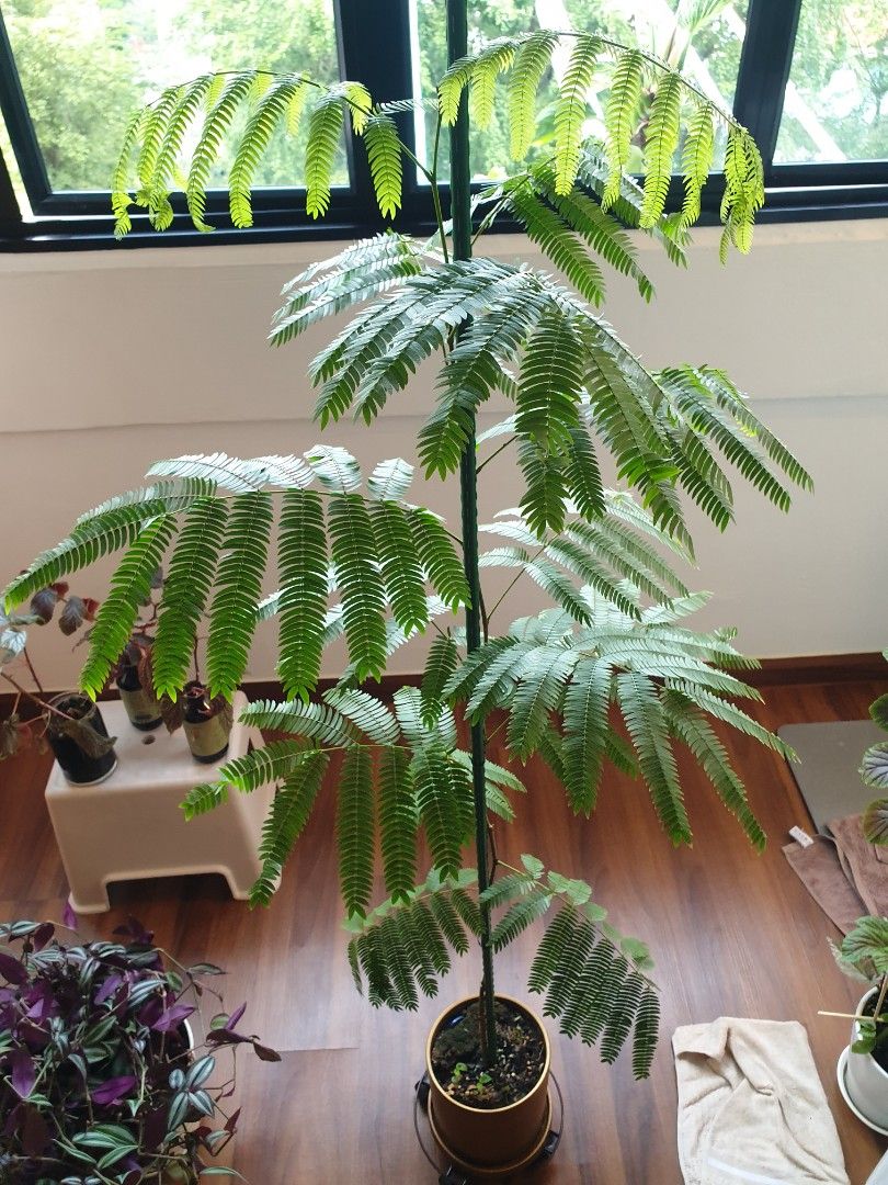 Everfresh Plant (Pithecellobium Confertum), Furniture & Home Living ...