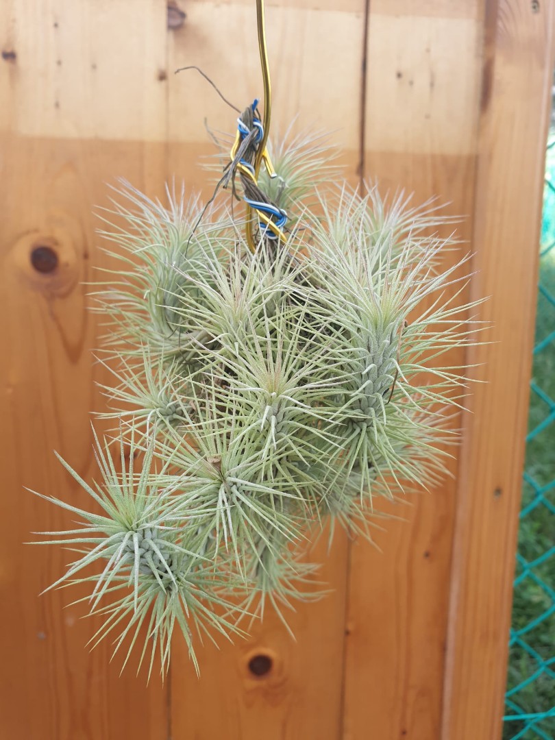 Funkiana Clump airplant, Furniture & Home Living, Gardening, Plants ...