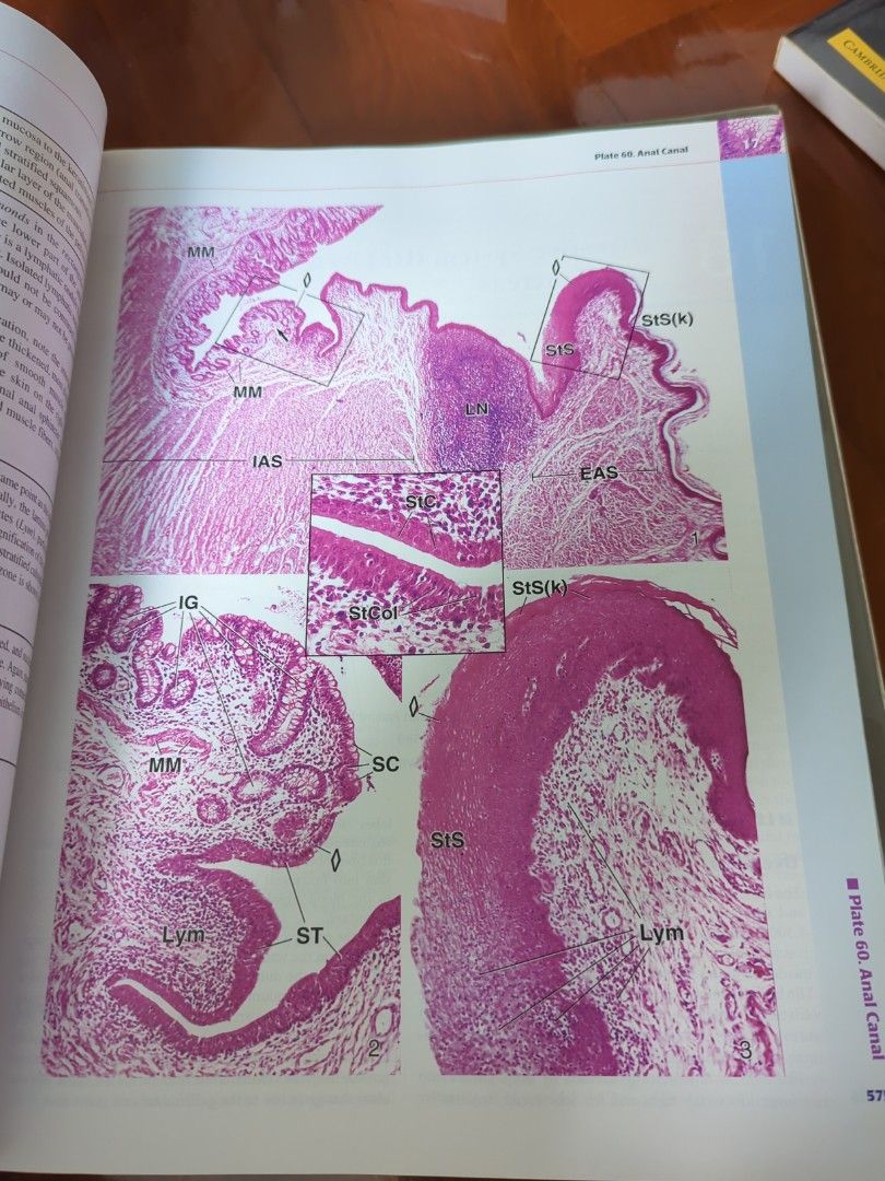 Medical textbook histology, Hobbies & Toys, Books & Magazines ...