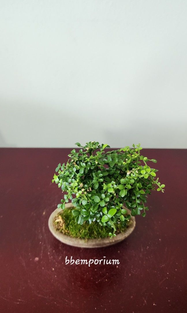 Mini Murraya Kamini Bonsai 15-3, Furniture & Home Living, Gardening ...