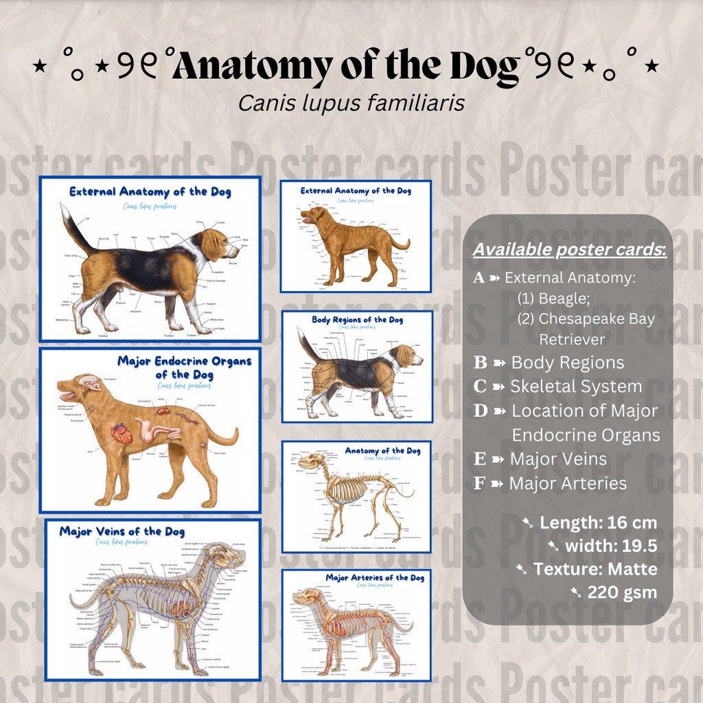 Anatomy of the Dog Poster cards, Hobbies & Toys, Books & Magazines ...