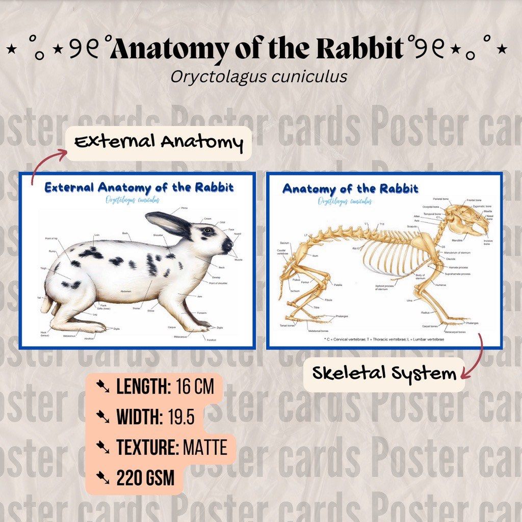 Anatomy of the Rabbit Poster cards, Hobbies & Toys, Books & Magazines ...