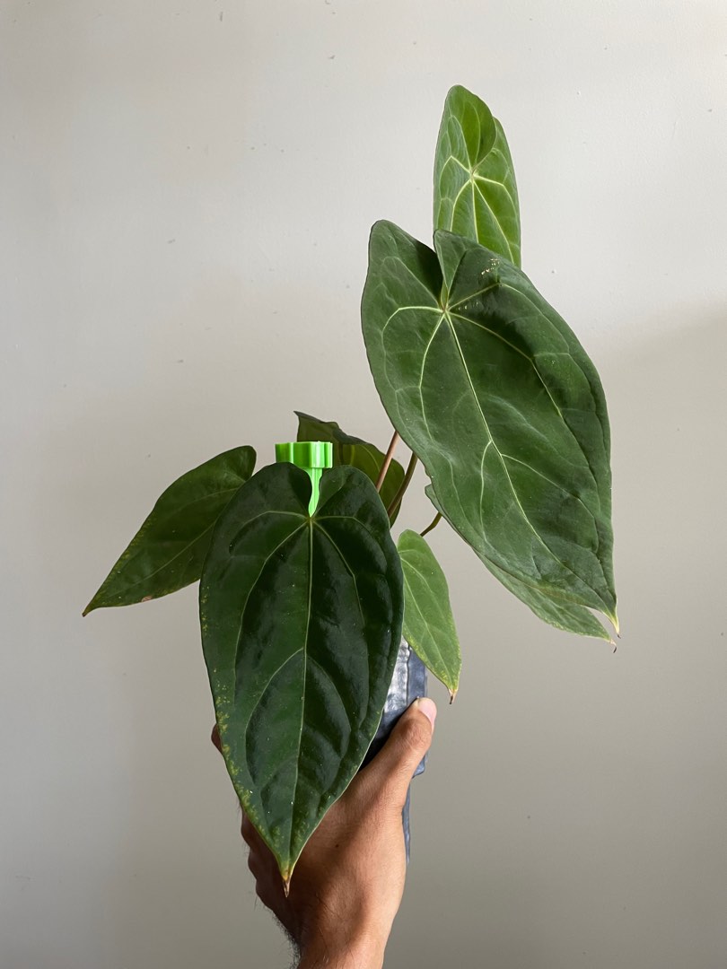Anthurium papillilaminum (complex) x dressleri (complex) hybrid ...